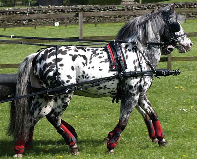 Zilco International Pty Ltd | SL Pairs Harness - Shetland